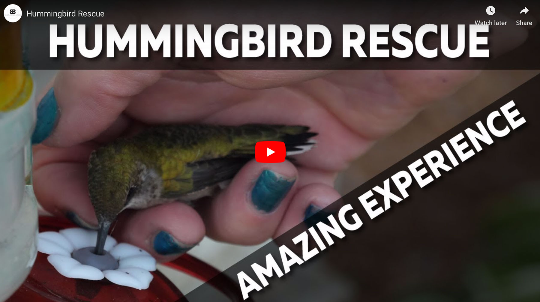 Our Neighbor Rescues Hummingbirds